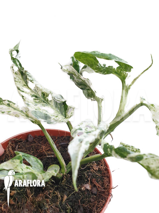 Monstera 'Frozen freckles' - Araflora